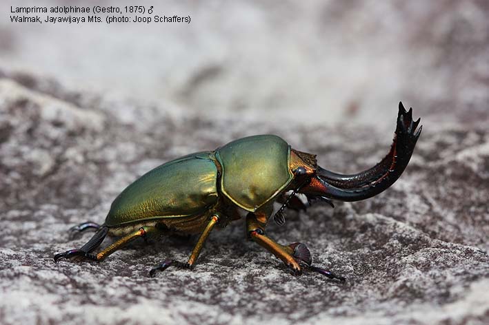 Papua Insects Foundation (Coleoptera/Lucanidae)